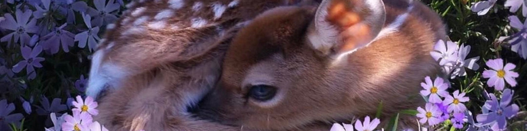 Fuzzy Fawn Wildlife Rescue Shop by FuzzyFawnShop on Etsy