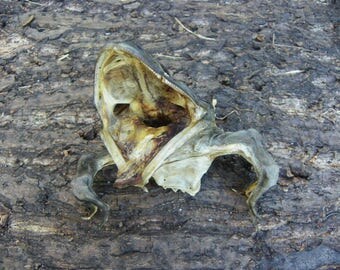 Mummified frog | Etsy