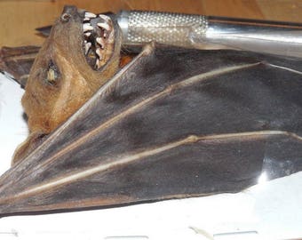 Taxidermy bat | Etsy