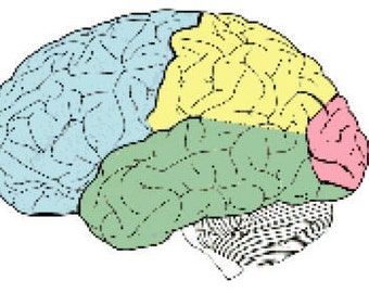 Your Brain in Love: Anatomy Poster