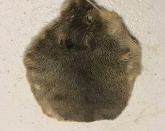 Ozark mountains | Etsy