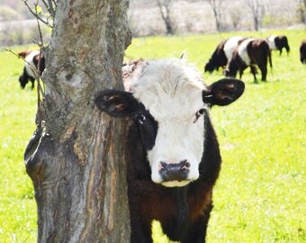 Cow photography | Etsy