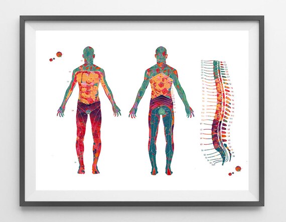 Dermatome Map Watercolor Print Spine Vertebrae and Dermatomes