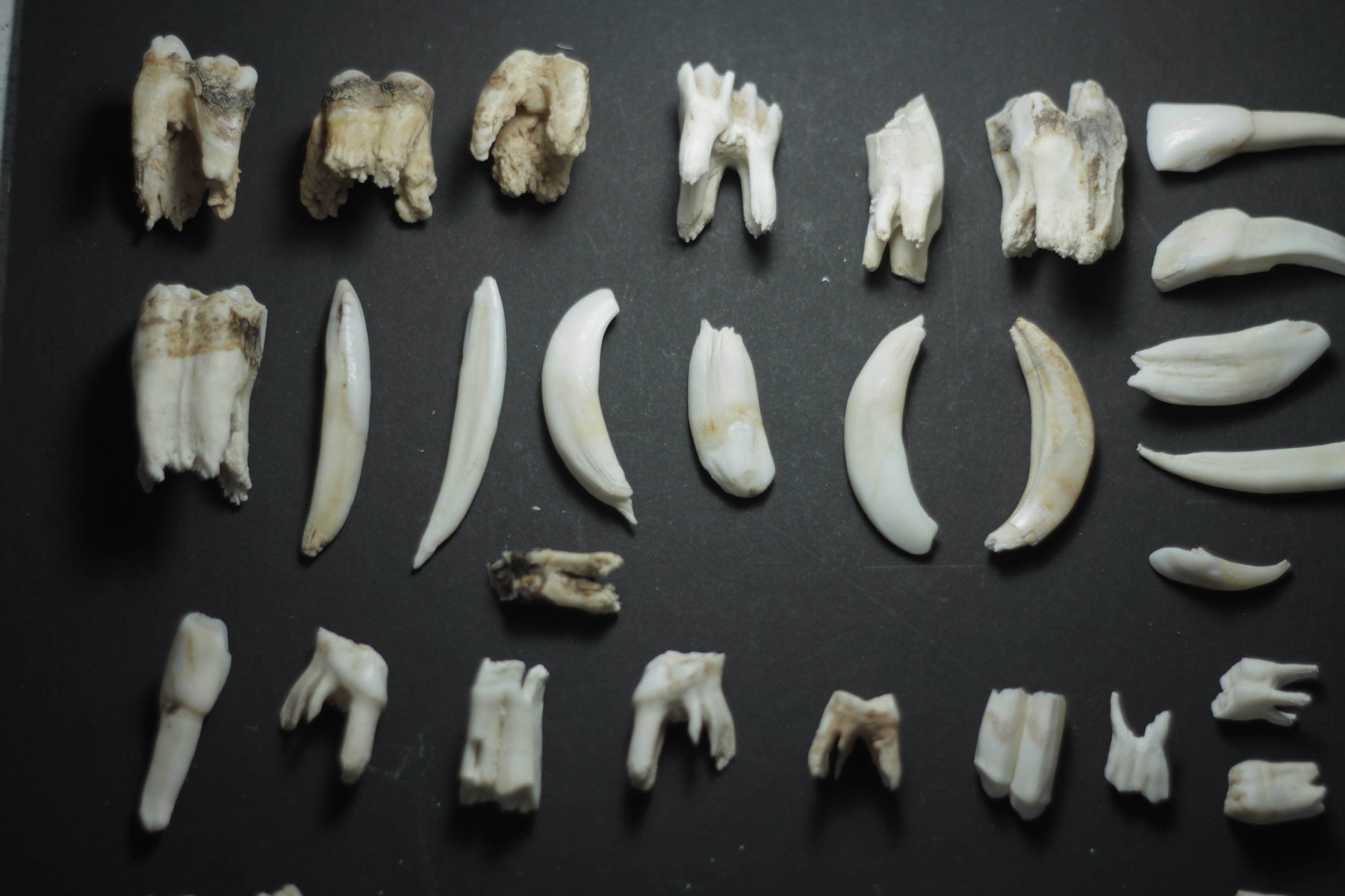 Dientes de animales. Muelas y colmillos. Jabalí, vaca , ciervo, Corzo ...