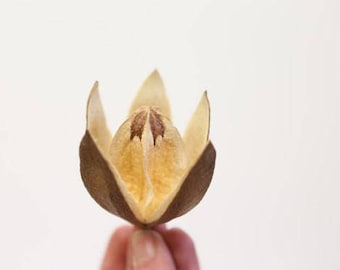 Dried seed pods | Etsy