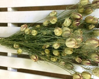 Dried seed pods | Etsy