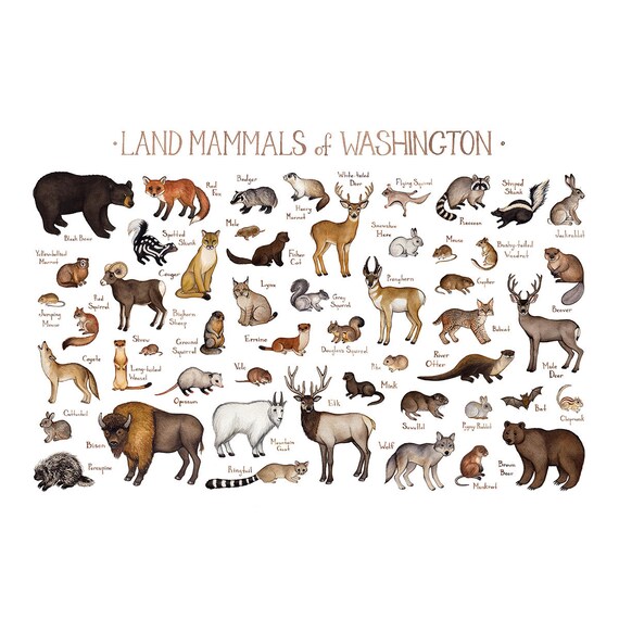 Washington Land Mammals Field Guide Art Print / Animals of