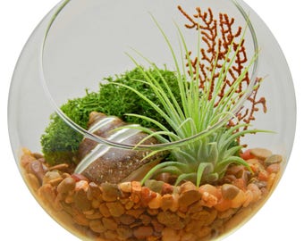 Beach terrarium kit | Etsy