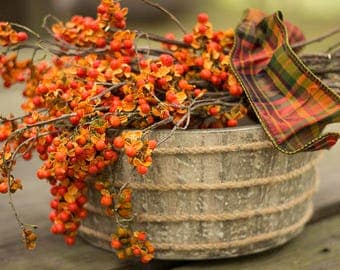 Bittersweet vine | Etsy