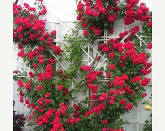 Flower border | Etsy