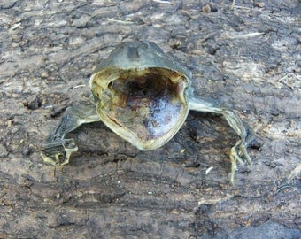 Mummified frog | Etsy