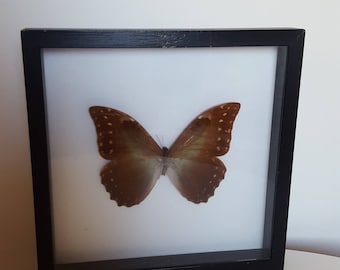 Papillon naturalisé | Etsy