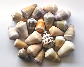 Hawaiian cone shell | Etsy