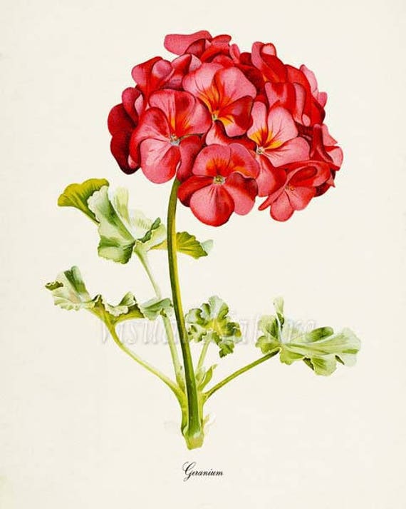 Geranium Flower Art Print Botanical Art Print Flower Wall